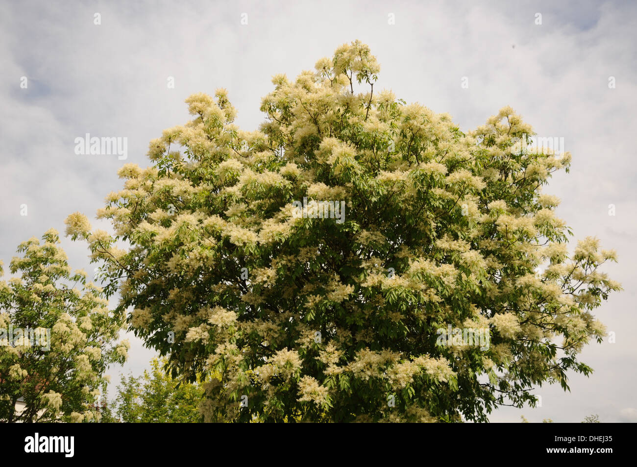Fraxinus ornus mannaesche hi-res stock photography and images - Alamy