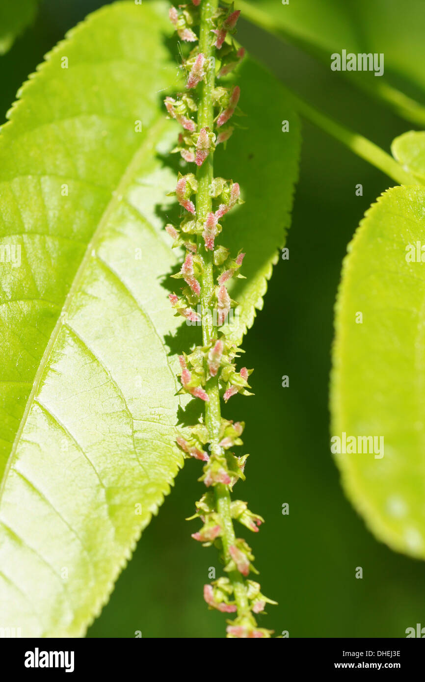 Wingnuts hi-res stock photography and images - Alamy