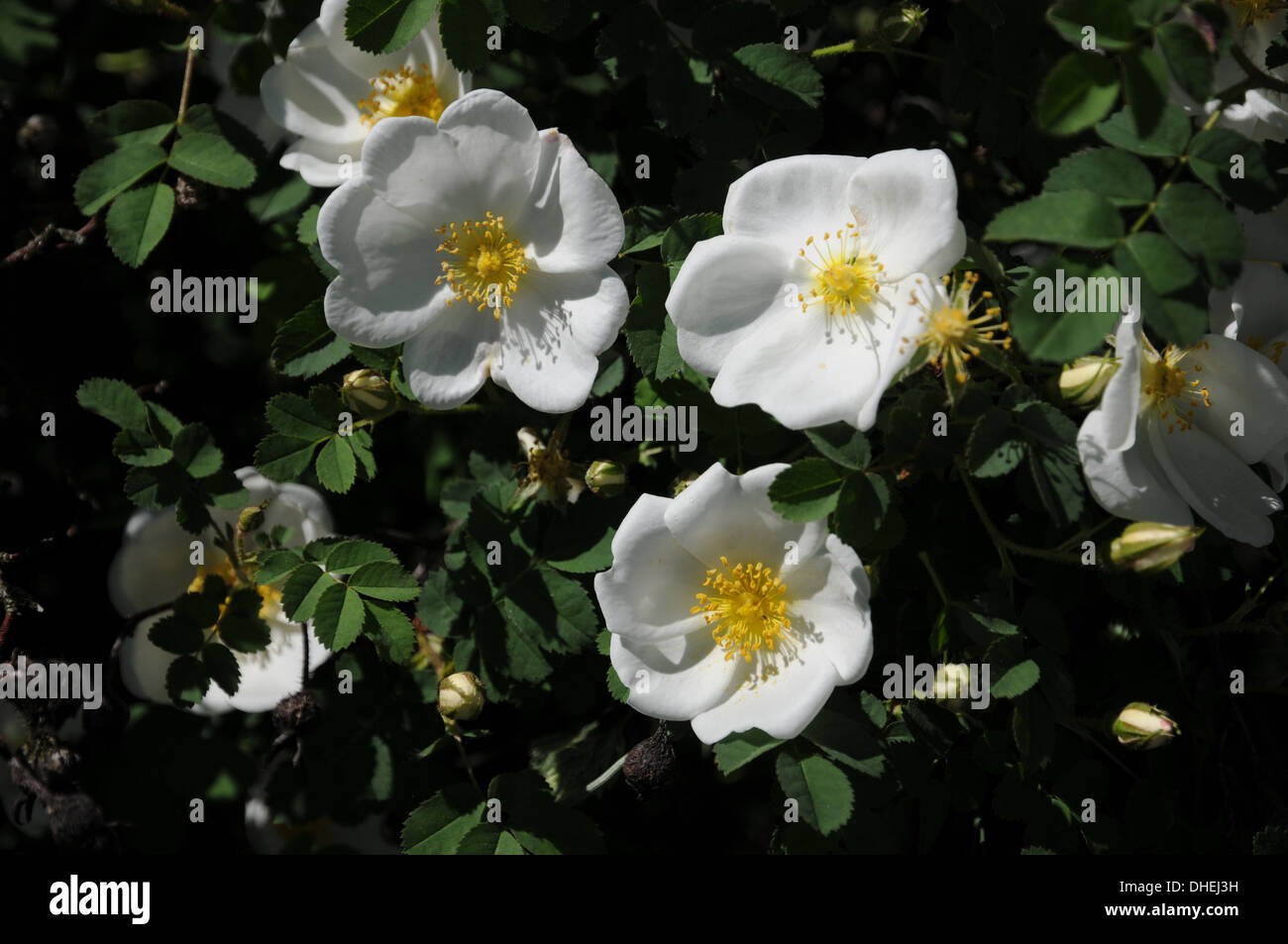 Bibernellrose hi-res stock photography and images - Alamy
