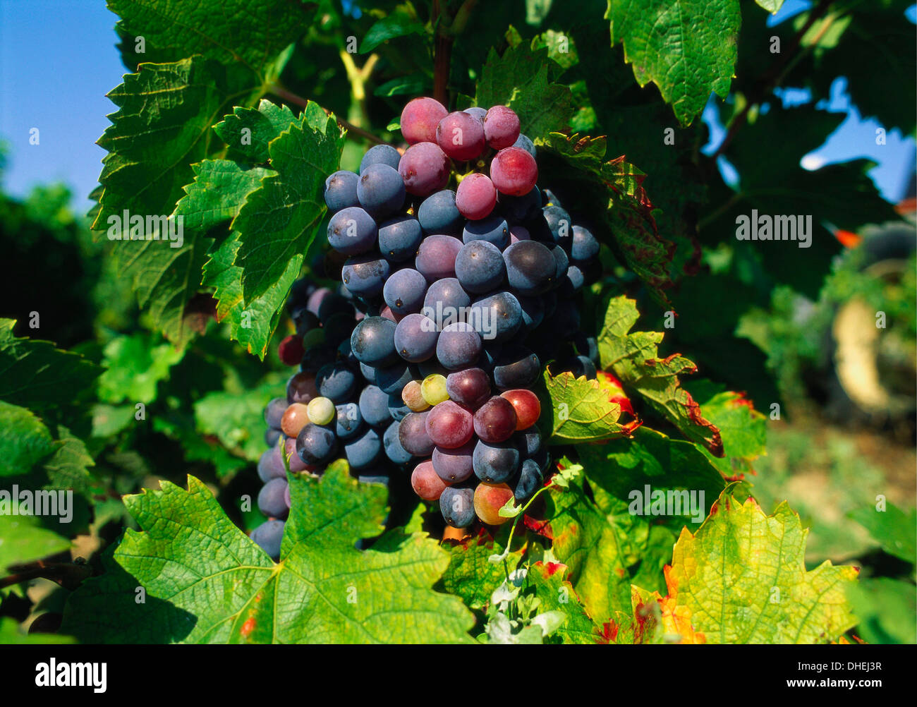 Grapevine, vineyard, France Stock Photo - Alamy