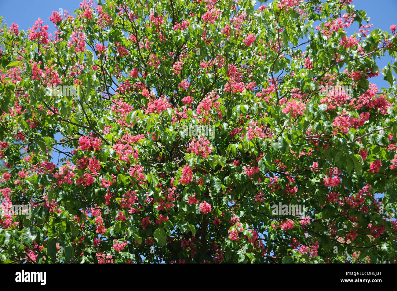 Rote kastanie hi-res stock photography and images - Alamy