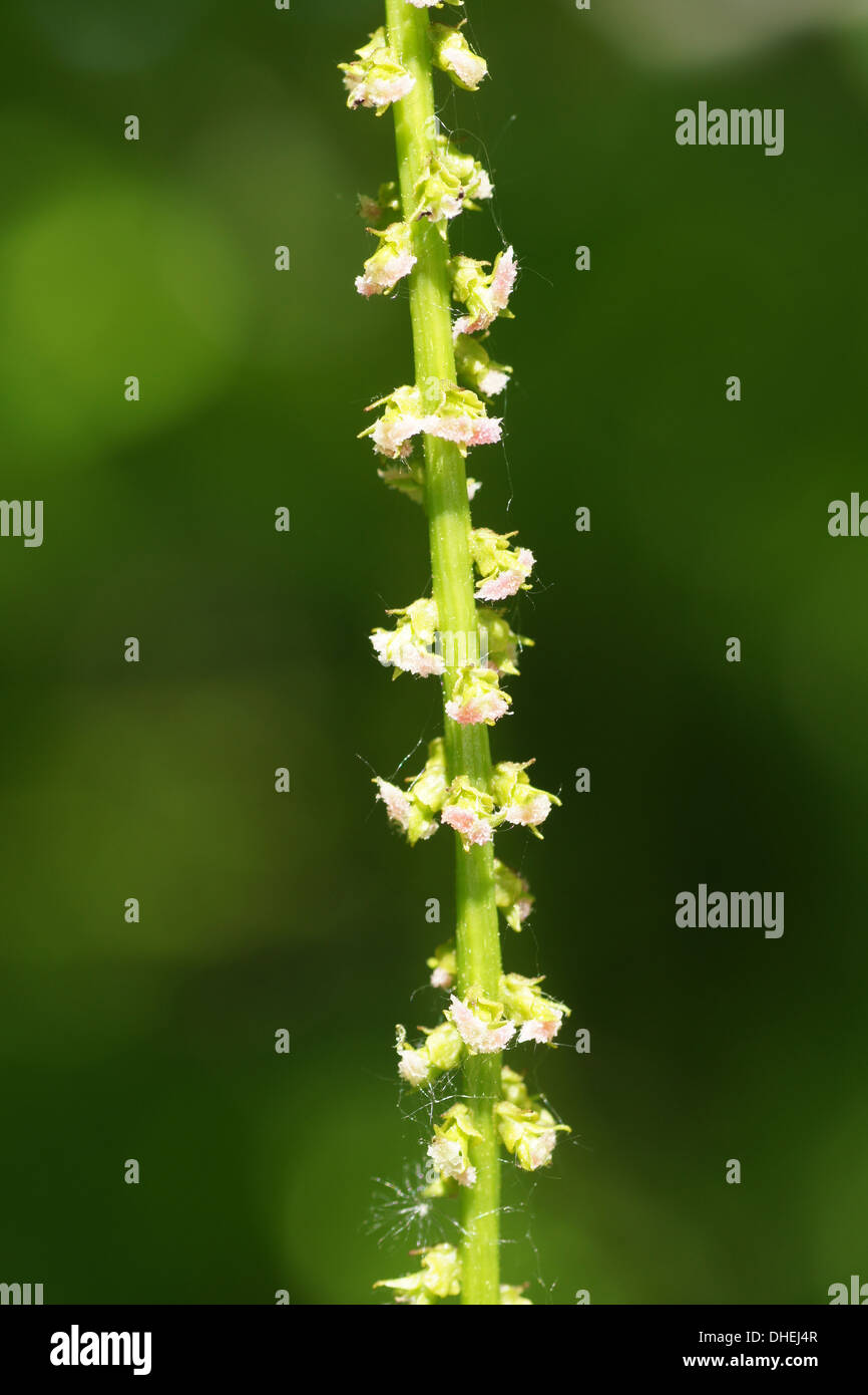 Wingnuts hi-res stock photography and images - Alamy