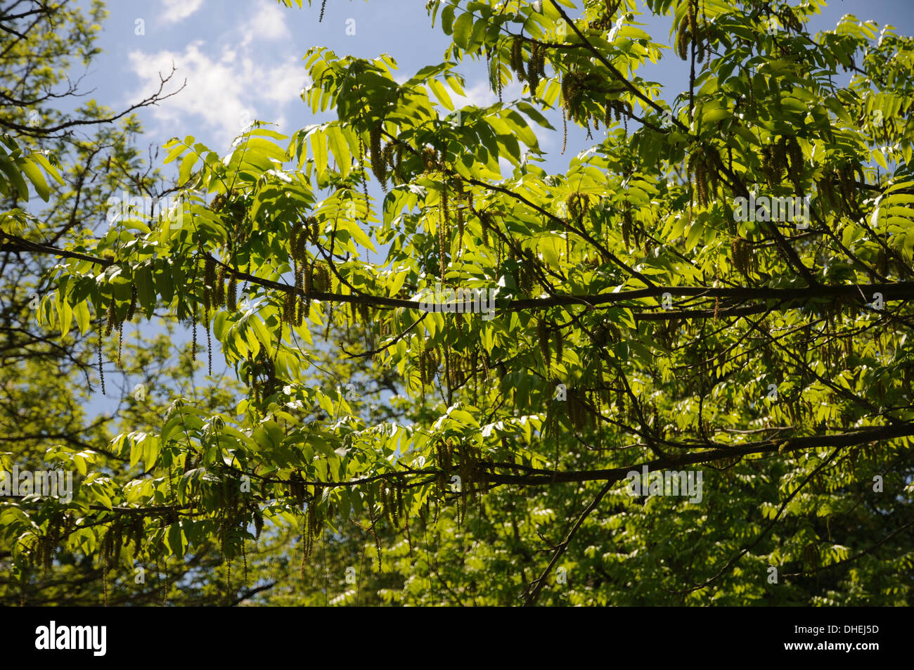 Wing_nuts hi-res stock photography and images - Alamy