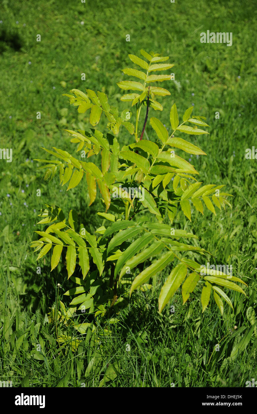 Wing_nuts hi-res stock photography and images - Alamy