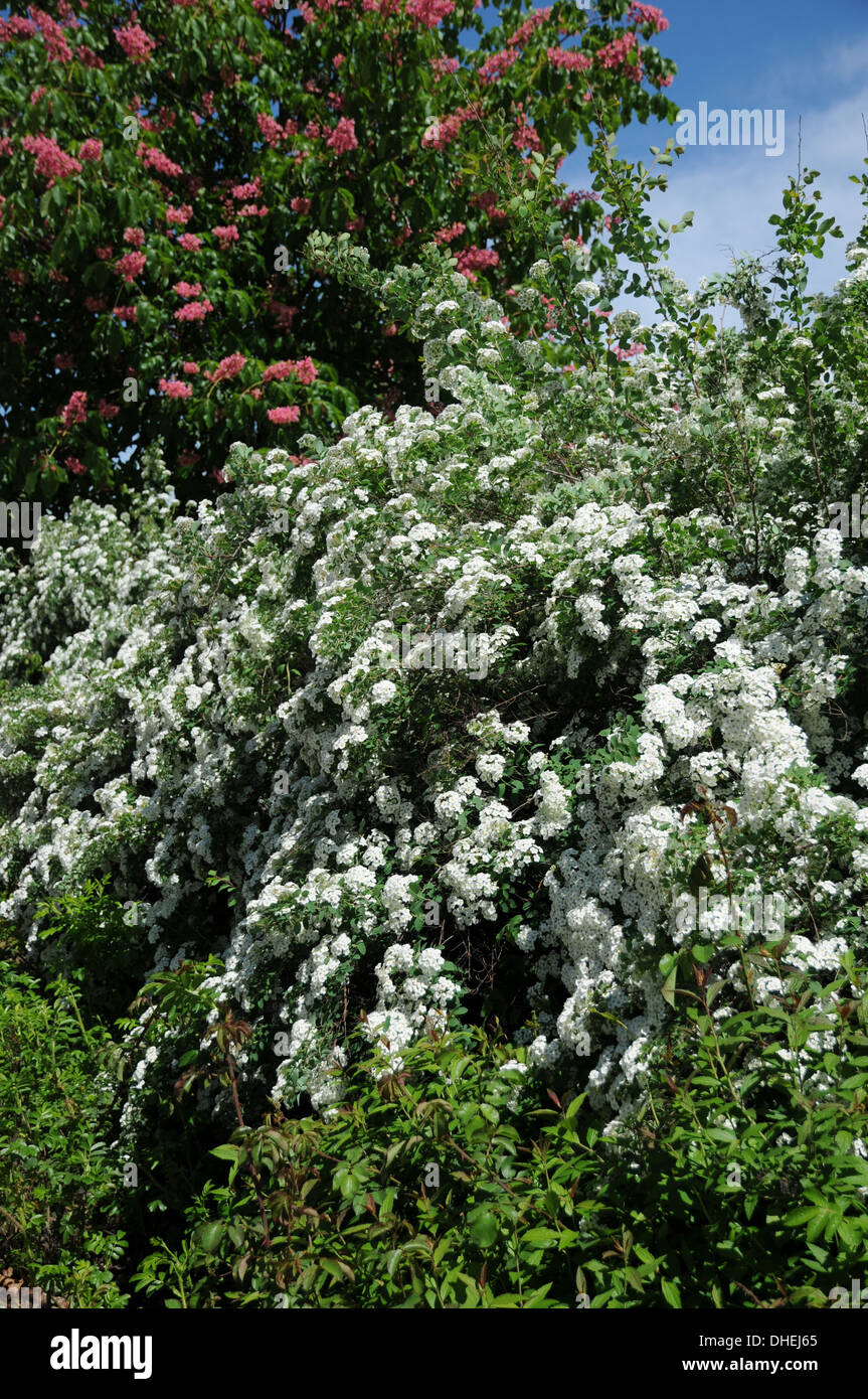 Spirea Shrub Stock Photos & Spirea Shrub Stock Images - Alamy