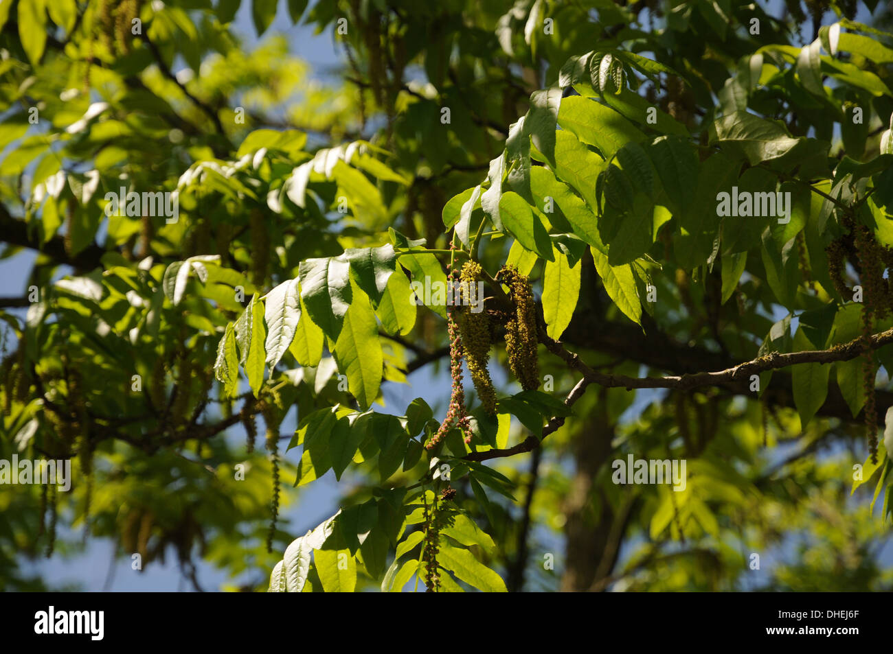 Caucasian wingnut hi-res stock photography and images - Alamy