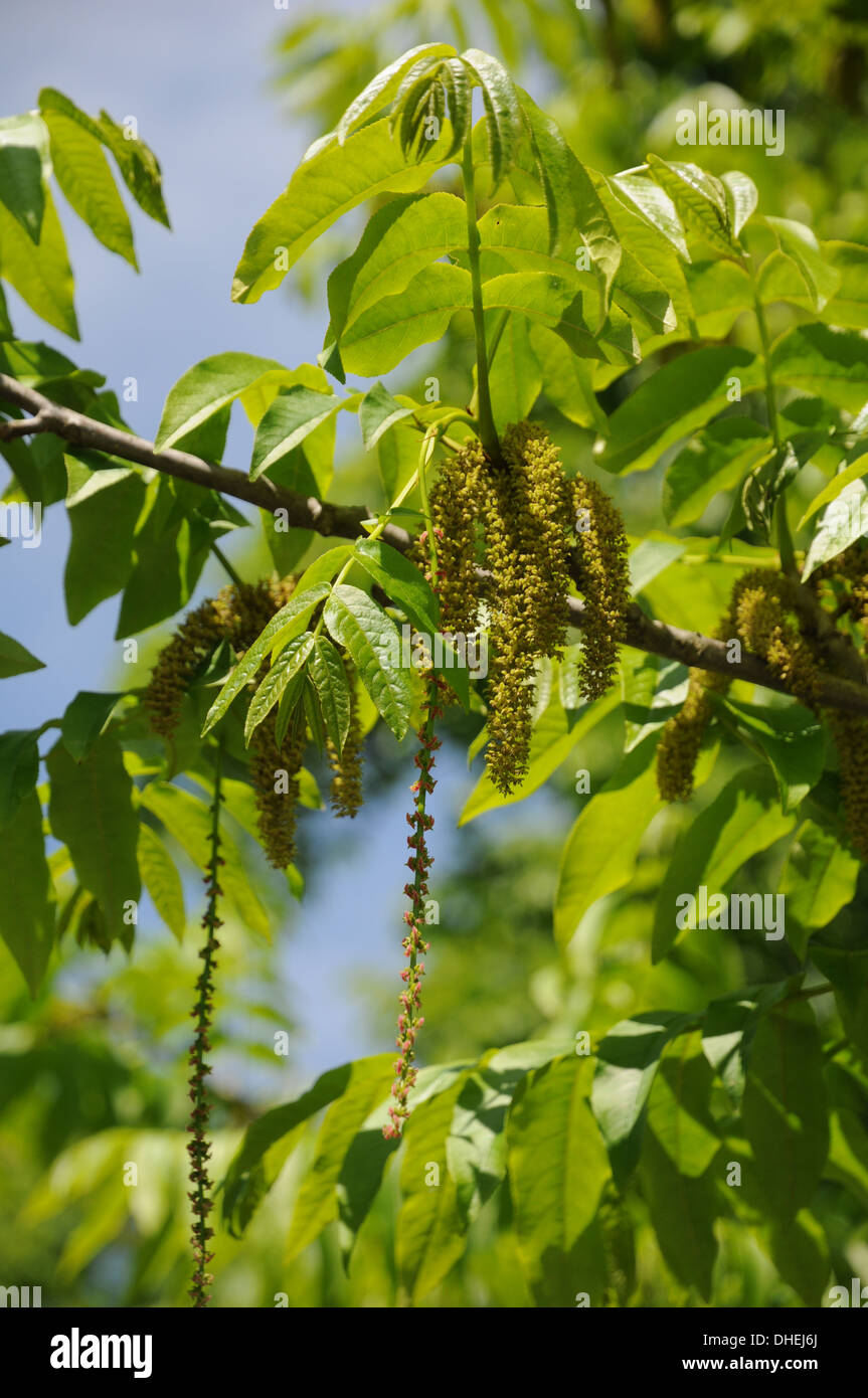 Wing_nuts hi-res stock photography and images - Alamy