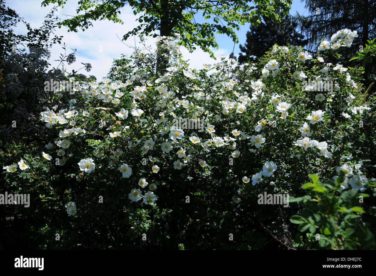 Bibernellrose hi-res stock photography and images - Alamy