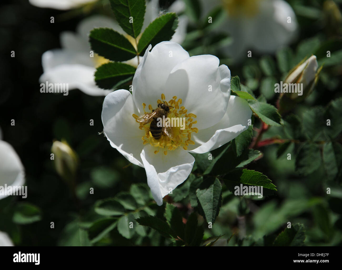 Bibernellrose hi-res stock photography and images - Alamy