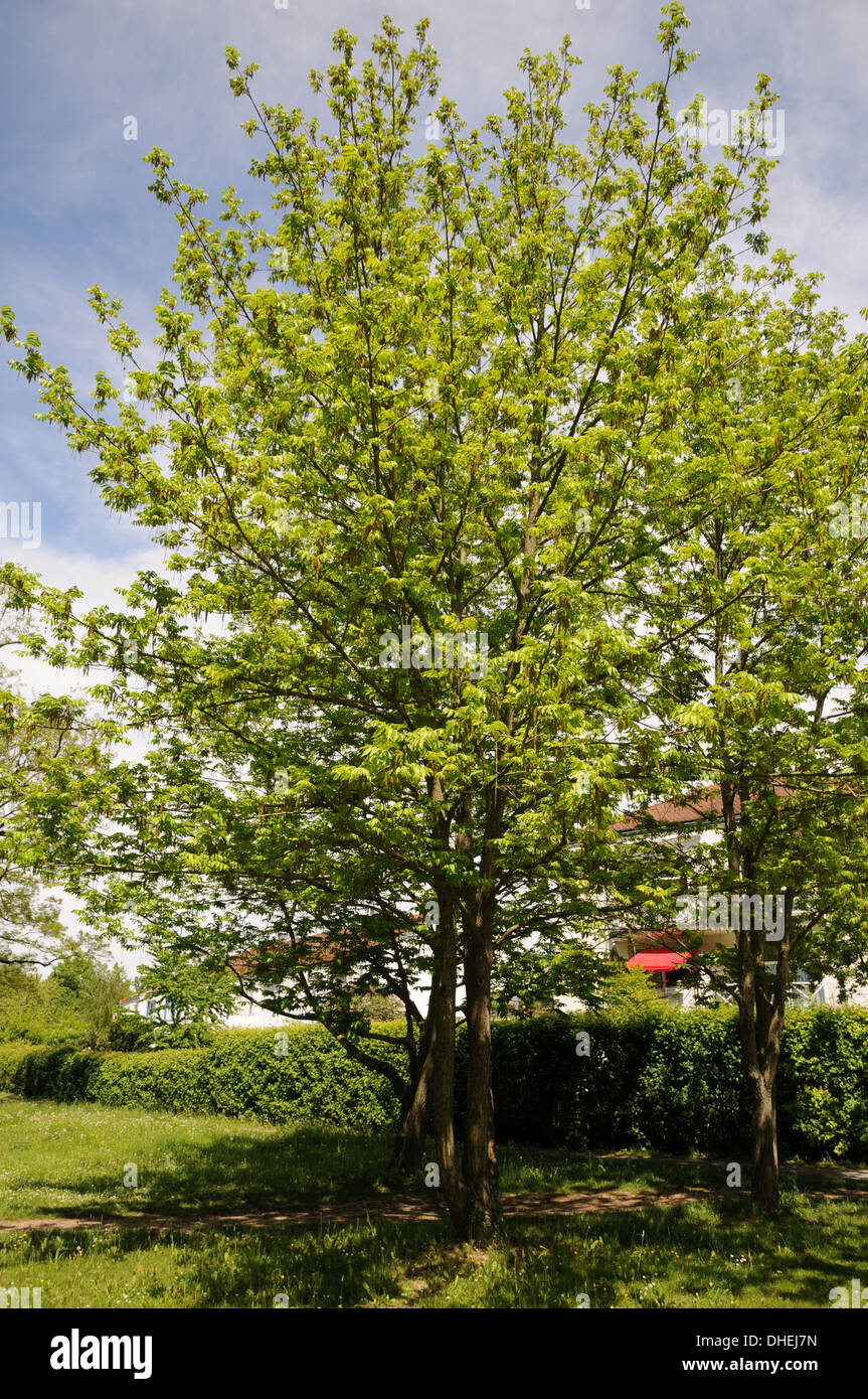 Wingnuts hi-res stock photography and images - Alamy