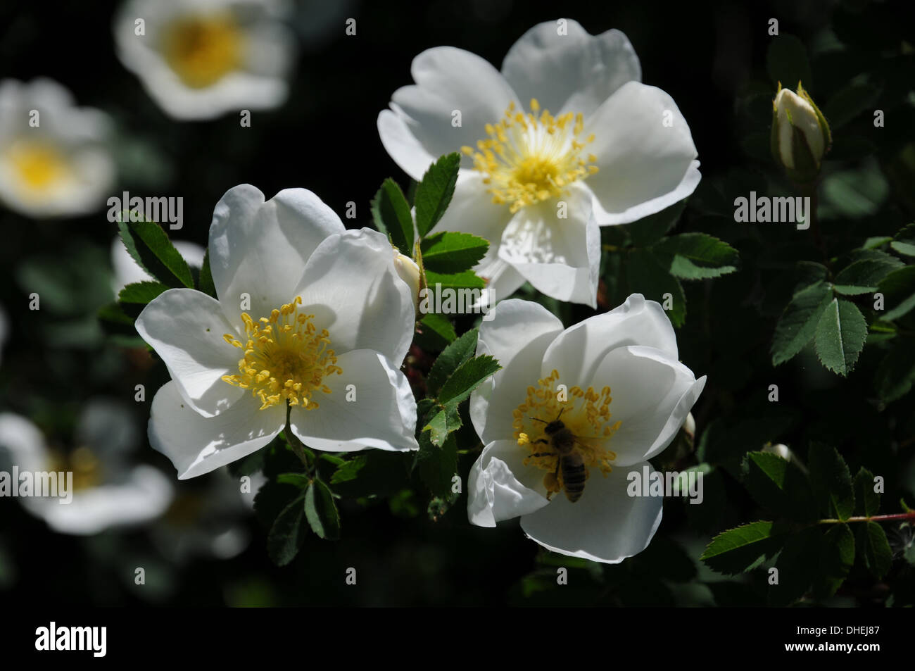 Bibernellrose High Resolution Stock Photography and Images - Alamy