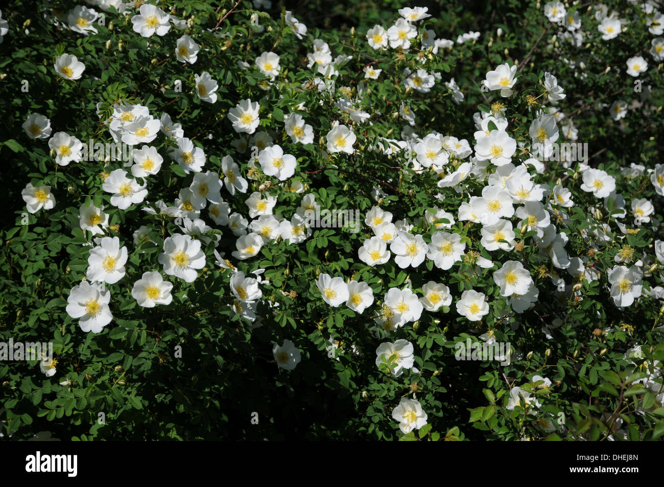 Bibernellrose hi-res stock photography and images - Alamy