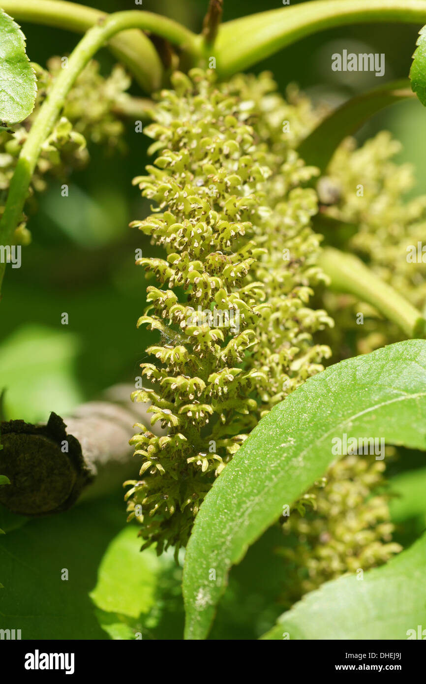 Wingnuts hi-res stock photography and images - Alamy