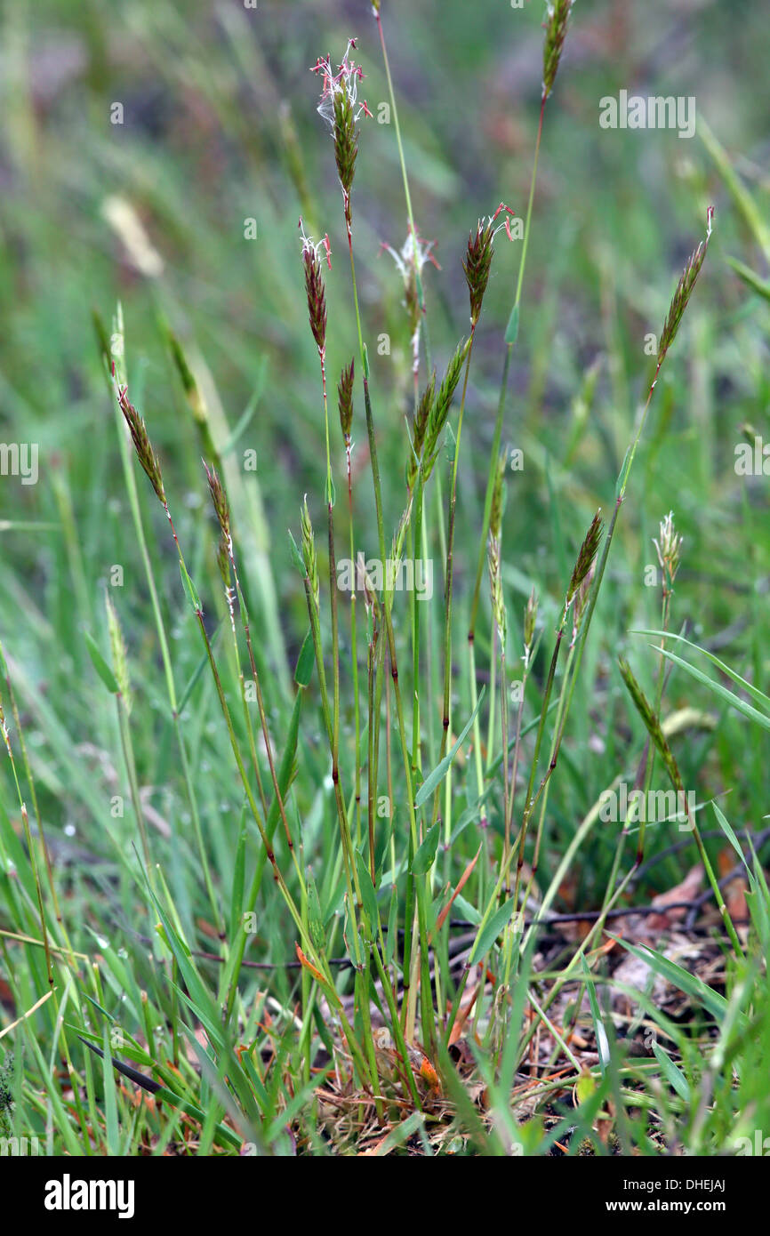 Anthoxanthum odoratum, sweet vernal grass Stock Photo - Alamy