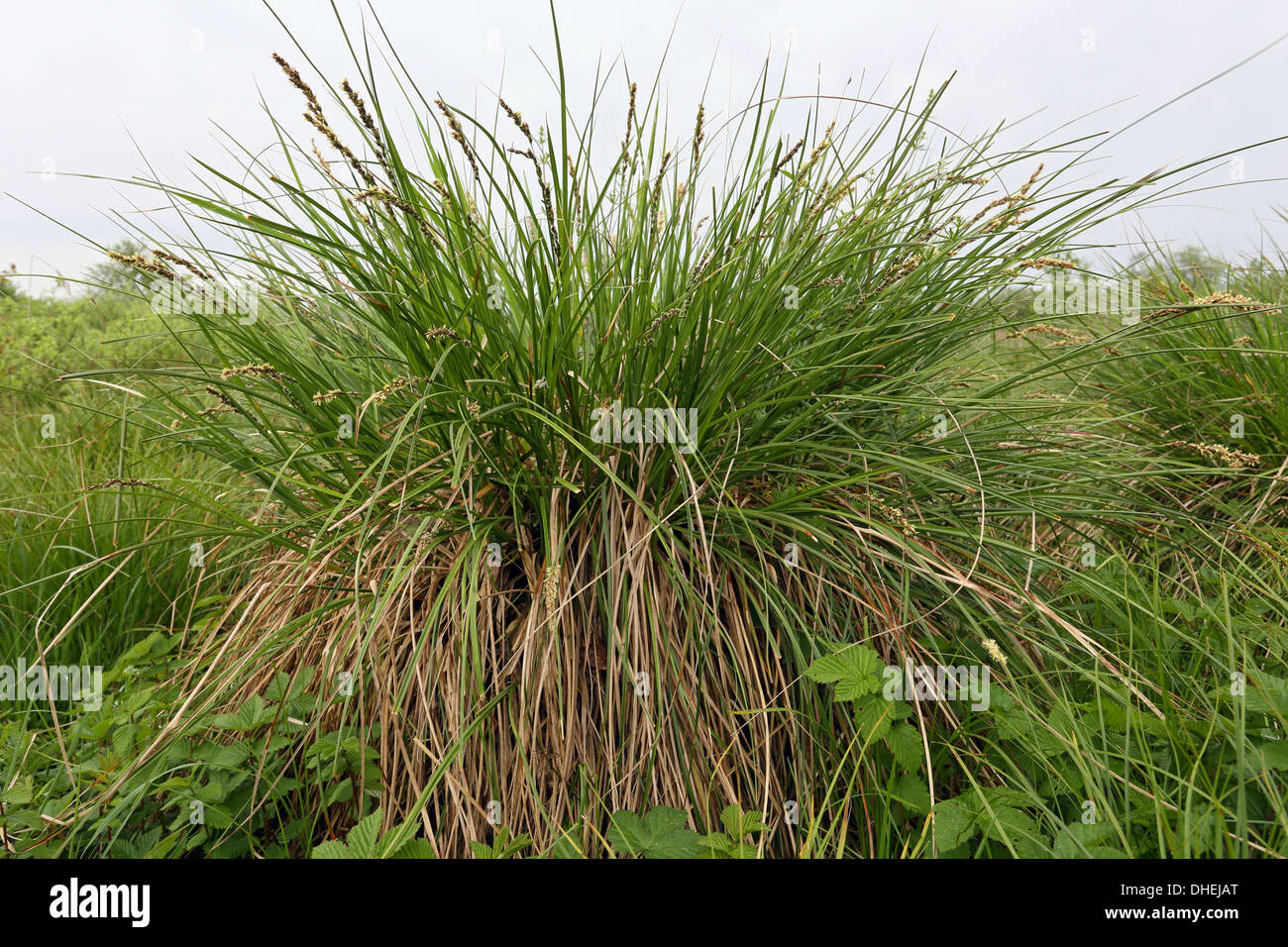 Greater tussock sedge carex paniculata hi-res stock photography and ...