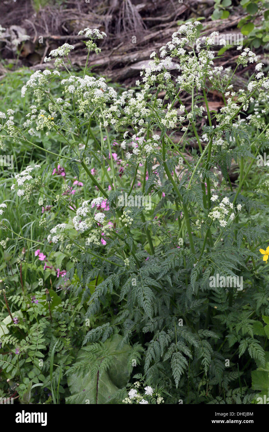 Cow parsley, Anthriscus sylvestris Stock Photo - Alamy