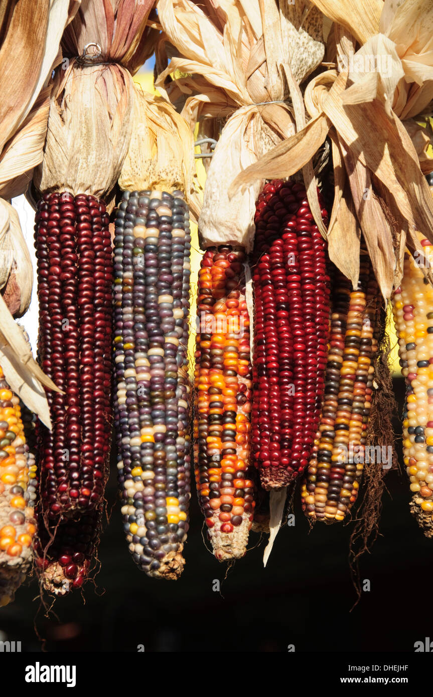 Indian ornamental corn, The Hamptons, Long Island, New York State ...