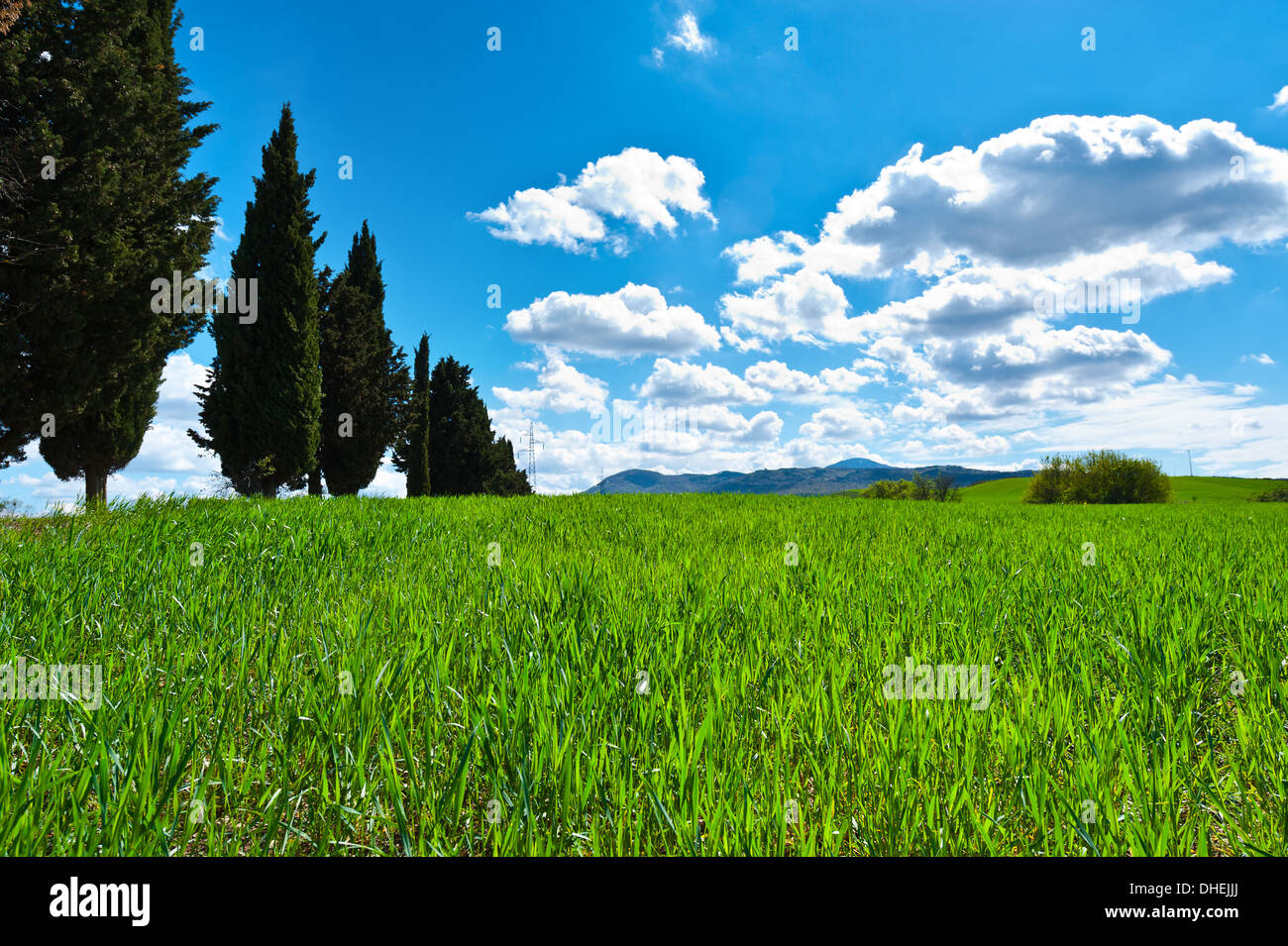 Italian cypress tree plantation hi-res stock photography and images - Alamy
