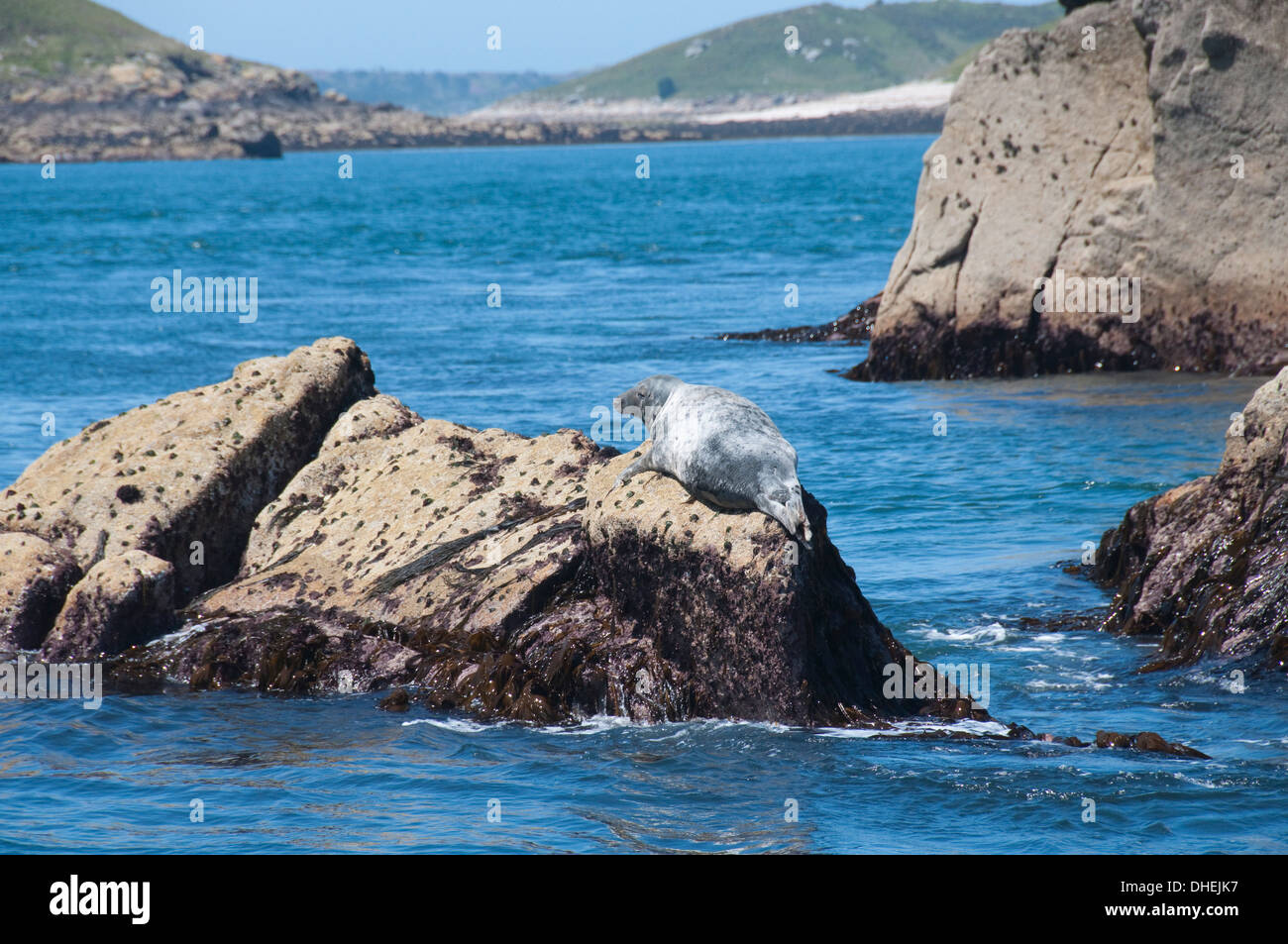 Isle of scilly seals hi-res stock photography and images - Alamy