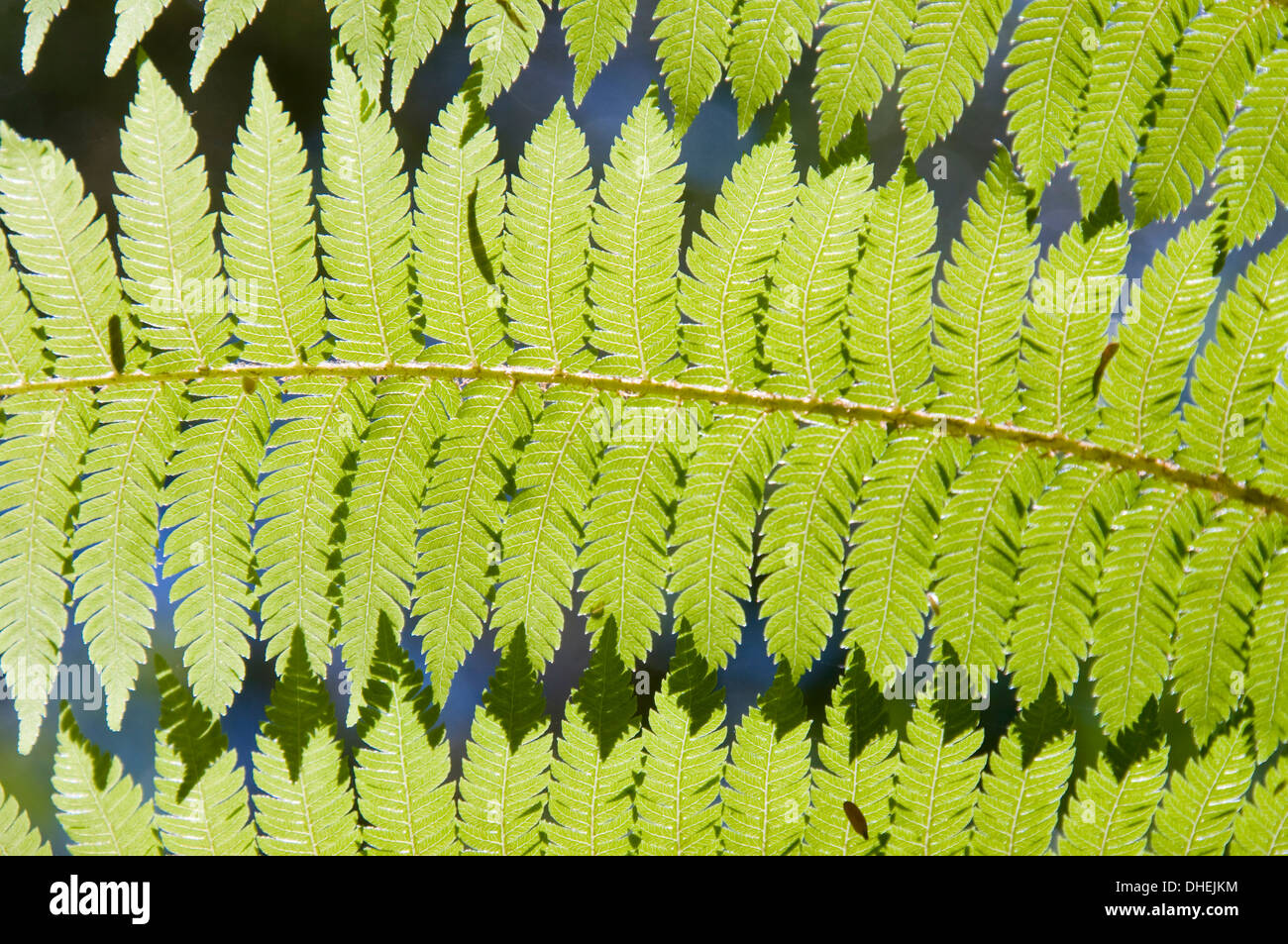 Delicate ferns hi-res stock photography and images - Alamy