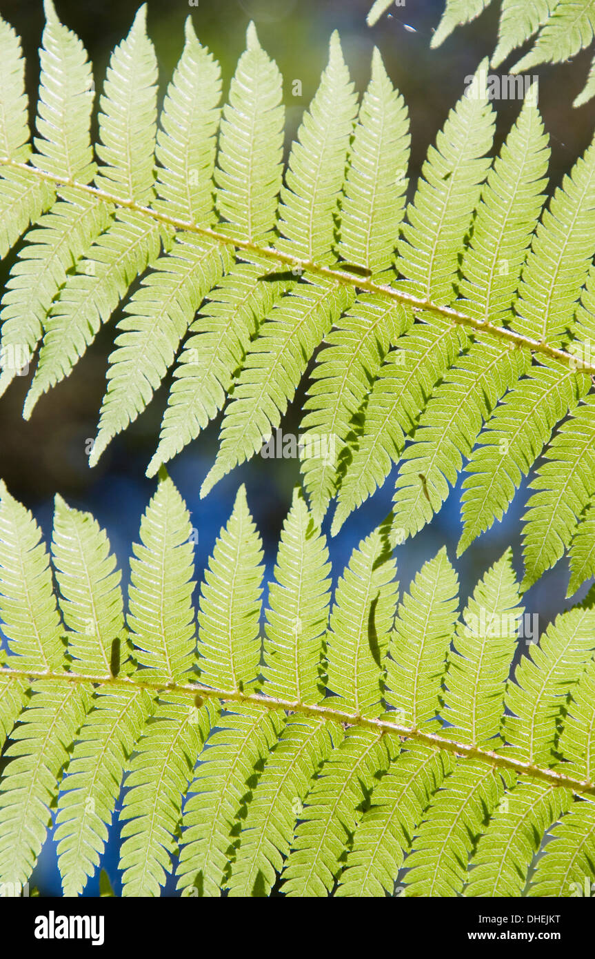 Delicate ferns hi-res stock photography and images - Alamy