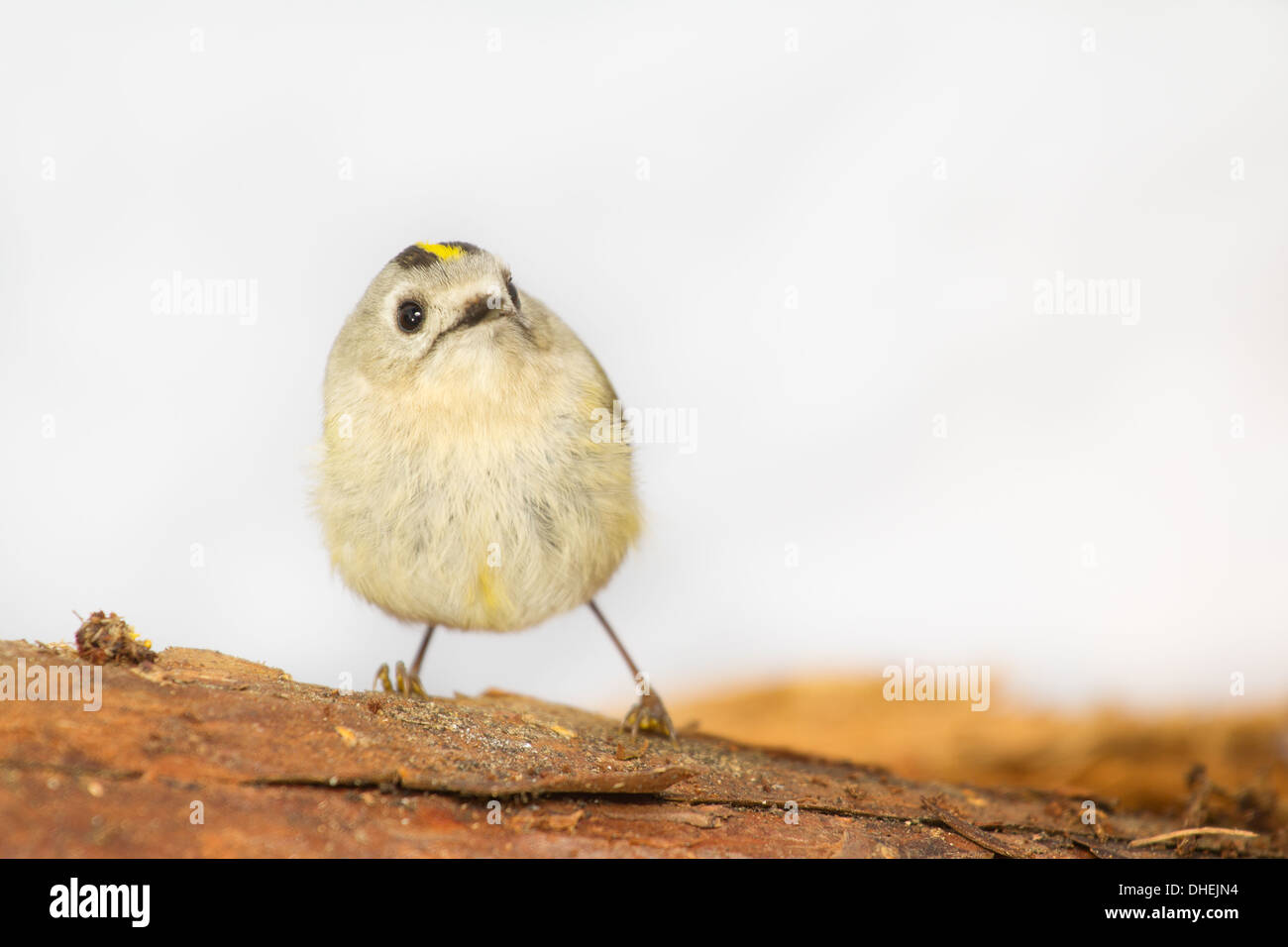 Goldcrest hi-res stock photography and images - Alamy