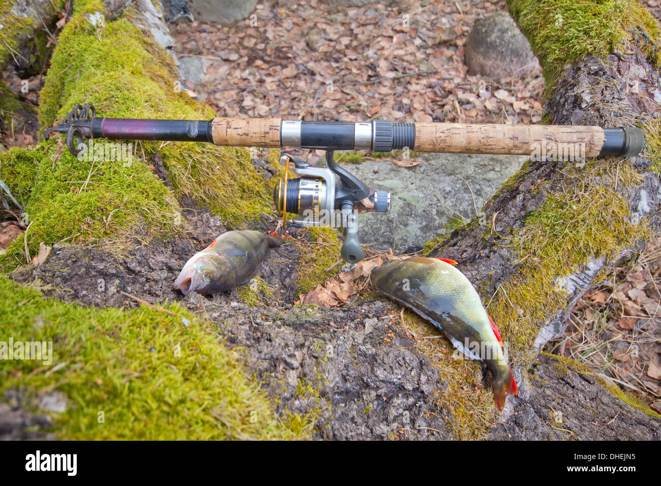 Perch lake hi-res stock photography and images - Alamy