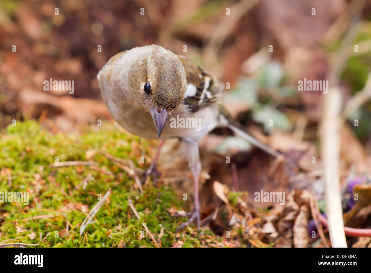 Chaffinch tree hi-res stock photography and images - Alamy