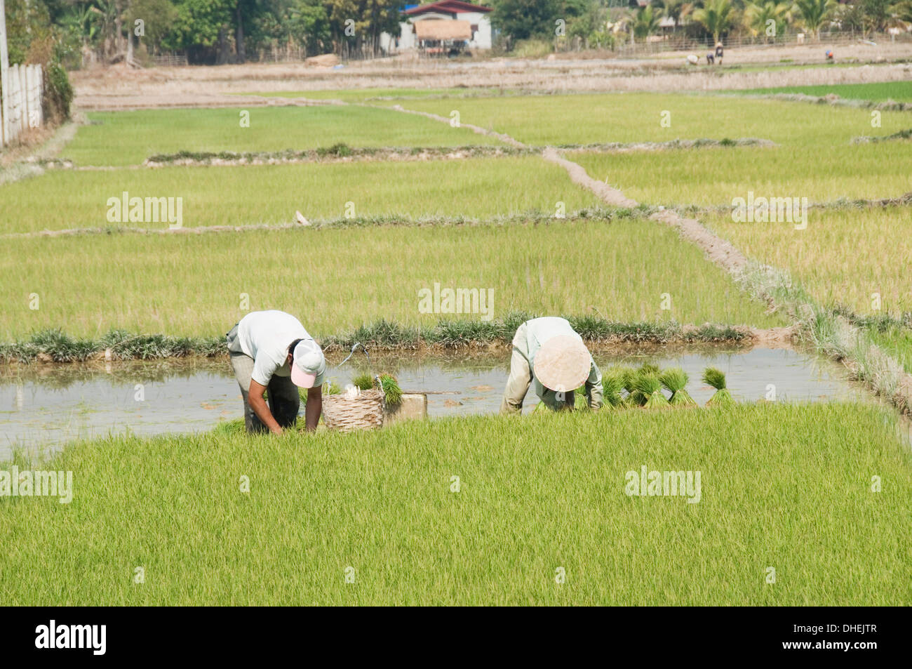 Planting rice, Vientiane, Laos Stock Photo - Alamy