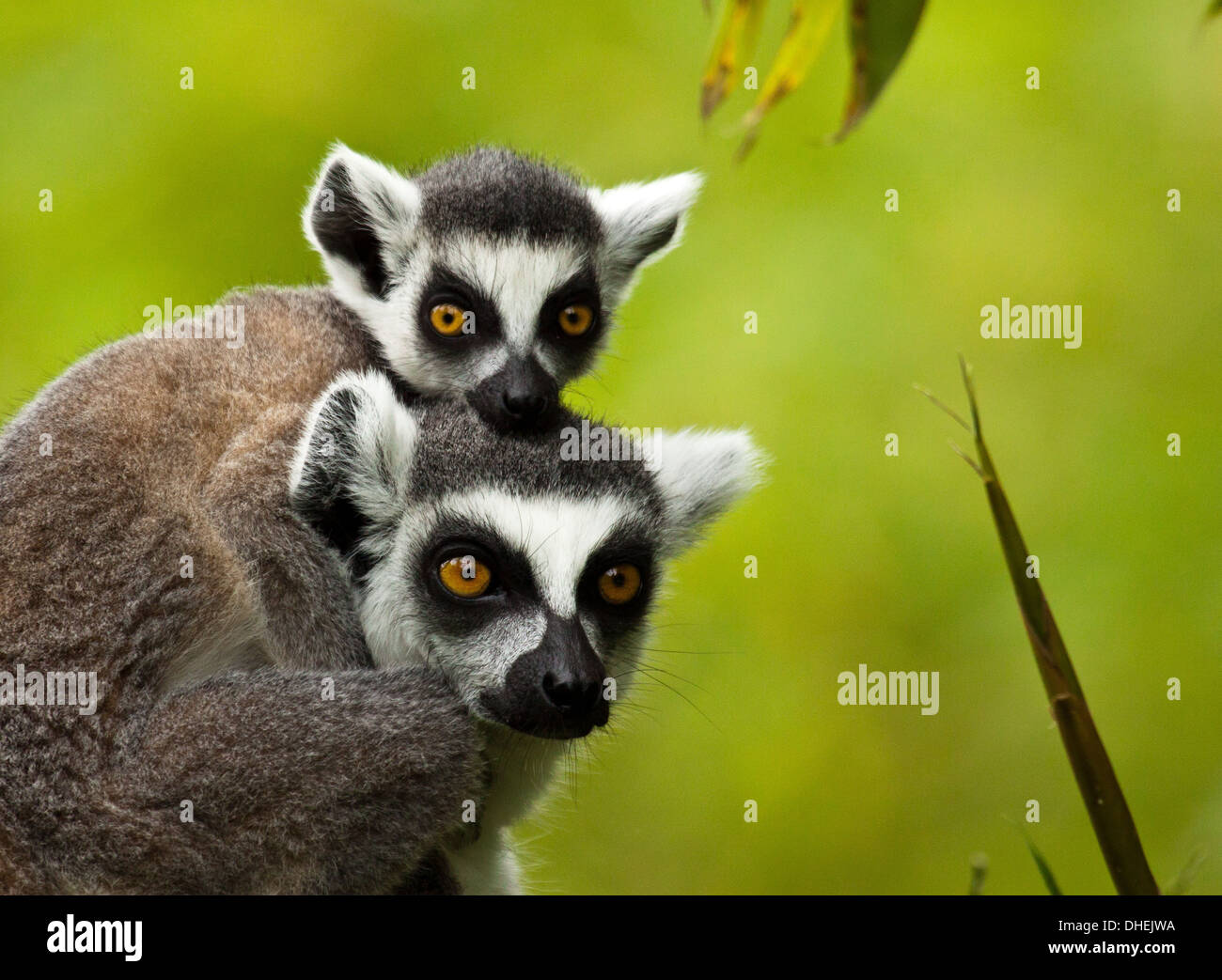 ring-tailed lemur (lemur catta Stock Photo - Alamy