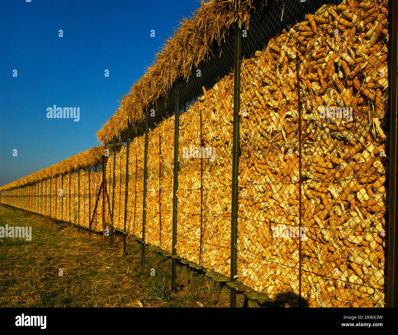 Storage corn hi-res stock photography and images - Alamy