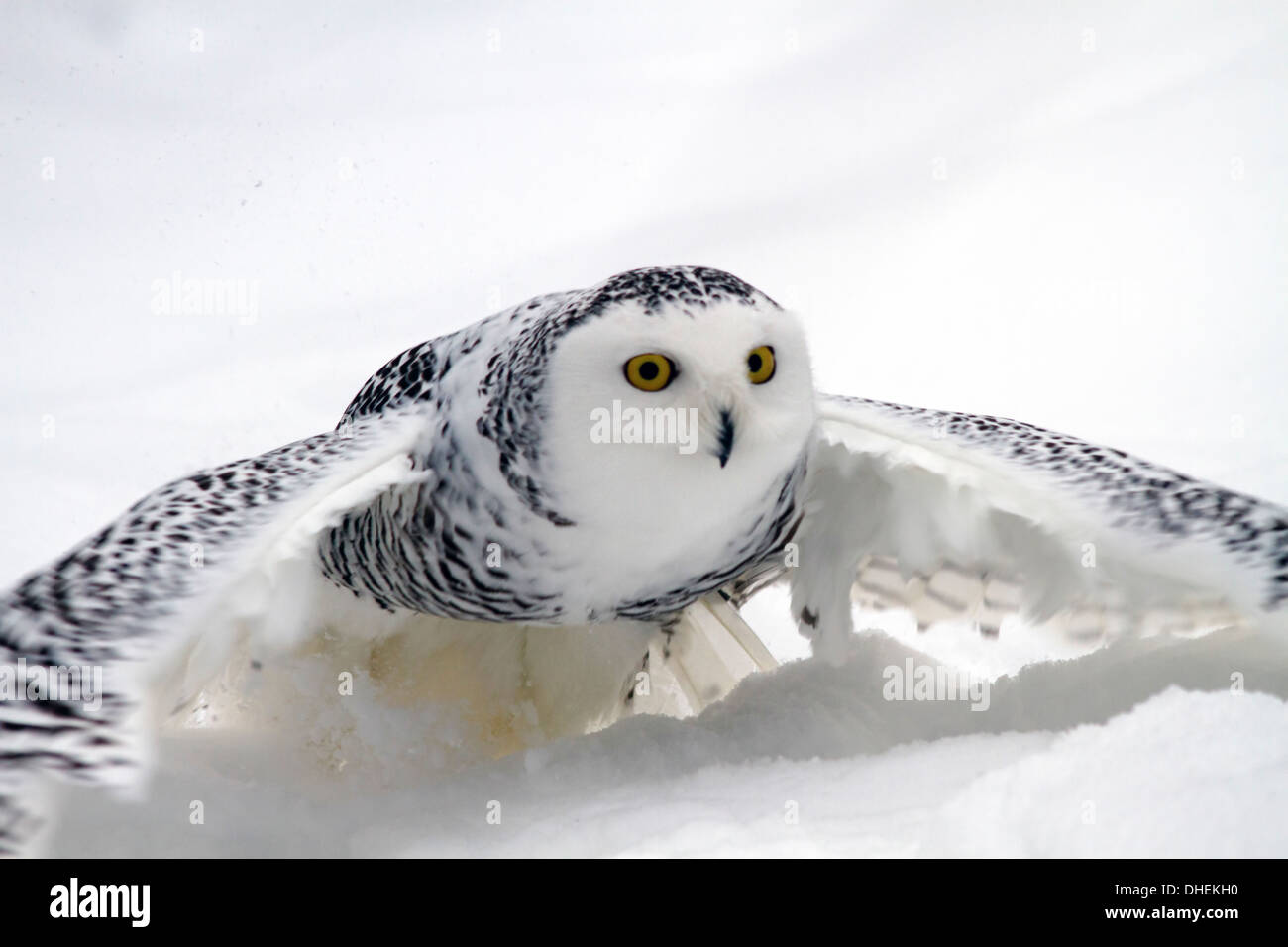 Female snowy owl hi-res stock photography and images - Alamy