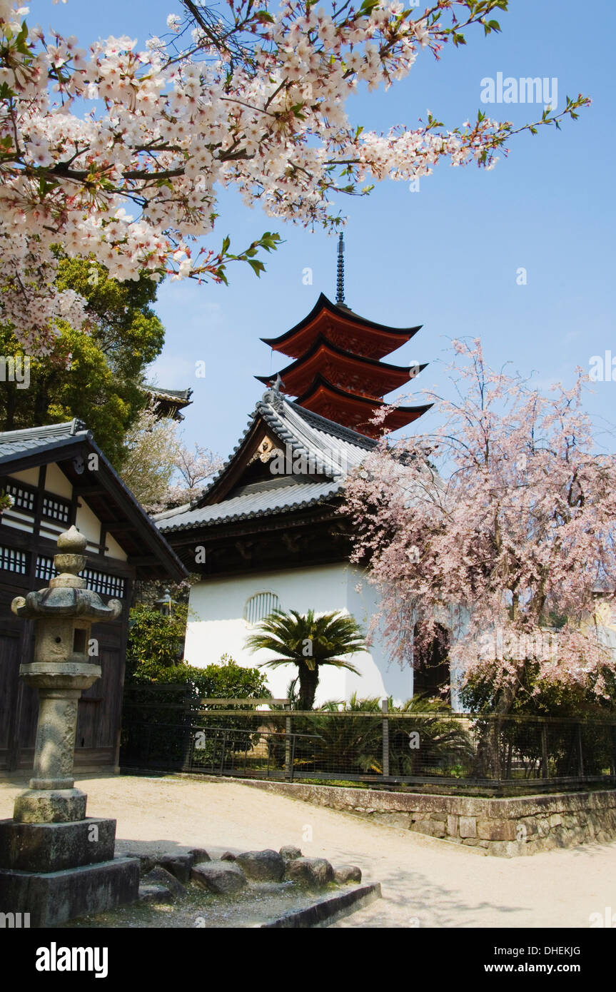 Spring cherry blossom at Senjokaku five storey pagoda, Miyajima island ...