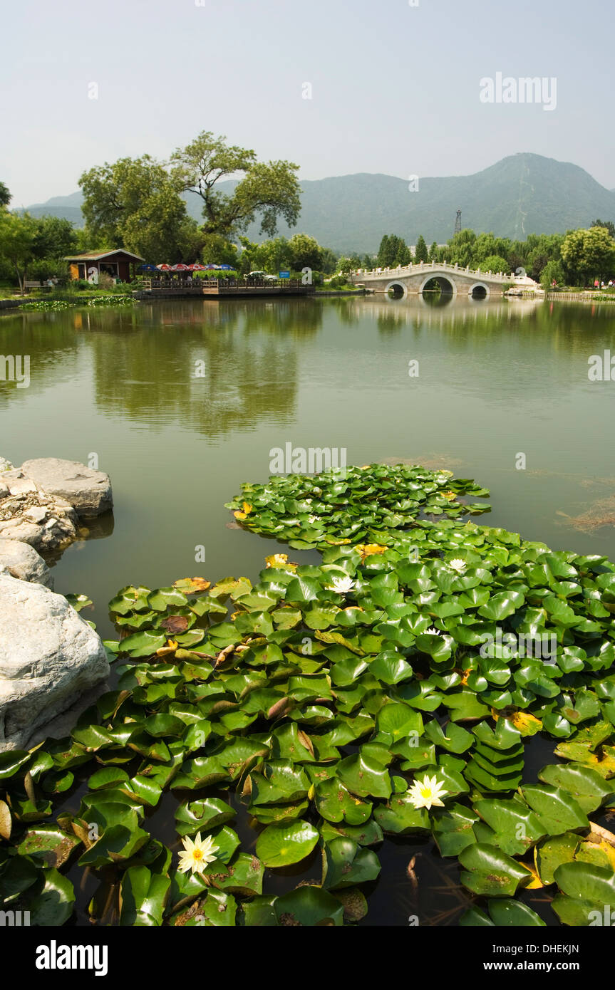 Lily pads and a arched stone bridge in Beijing Botanical Gardens ...