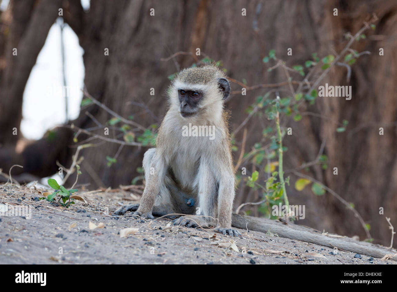 Cercopithecus aethiops hi-res stock photography and images - Alamy