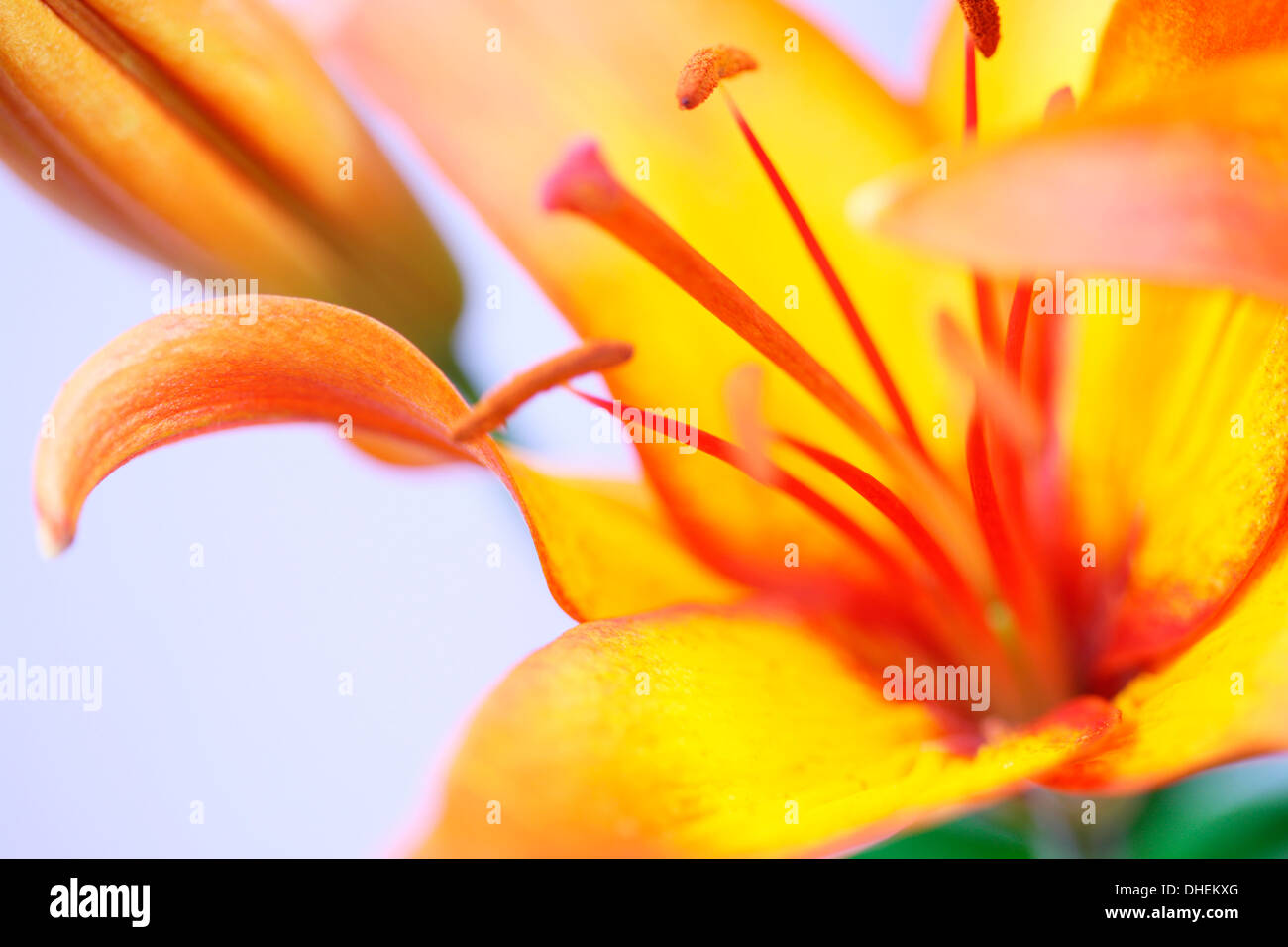 stunning large bloom yellow lilies, bright and alluring Jane Ann Butler ...