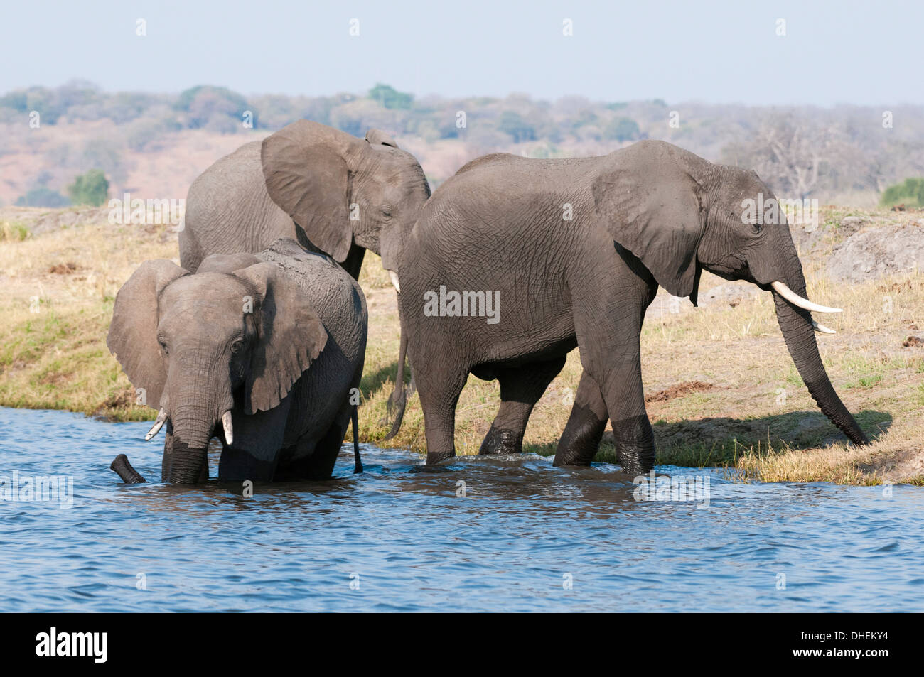 Three african elephants standing hi-res stock photography and images ...