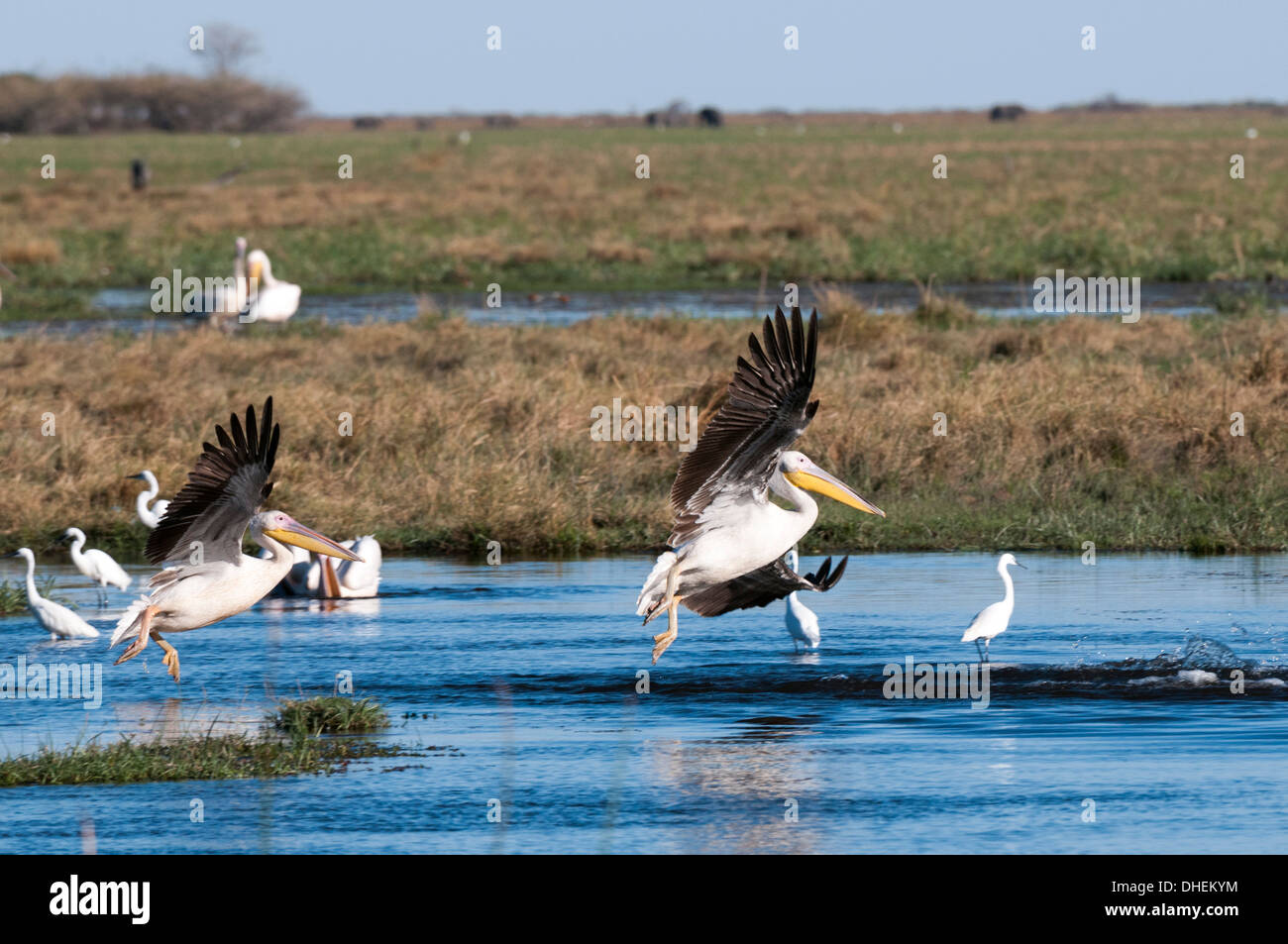 Great white pelican (Pelecanus onocrotalus), Savuti, Chobe National ...
