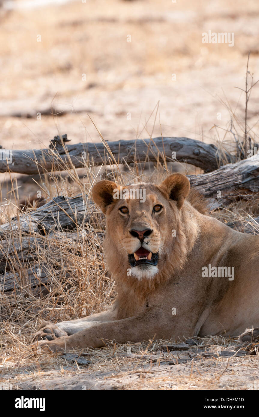 Okavango delta, botswana lion hi-res stock photography and images - Alamy