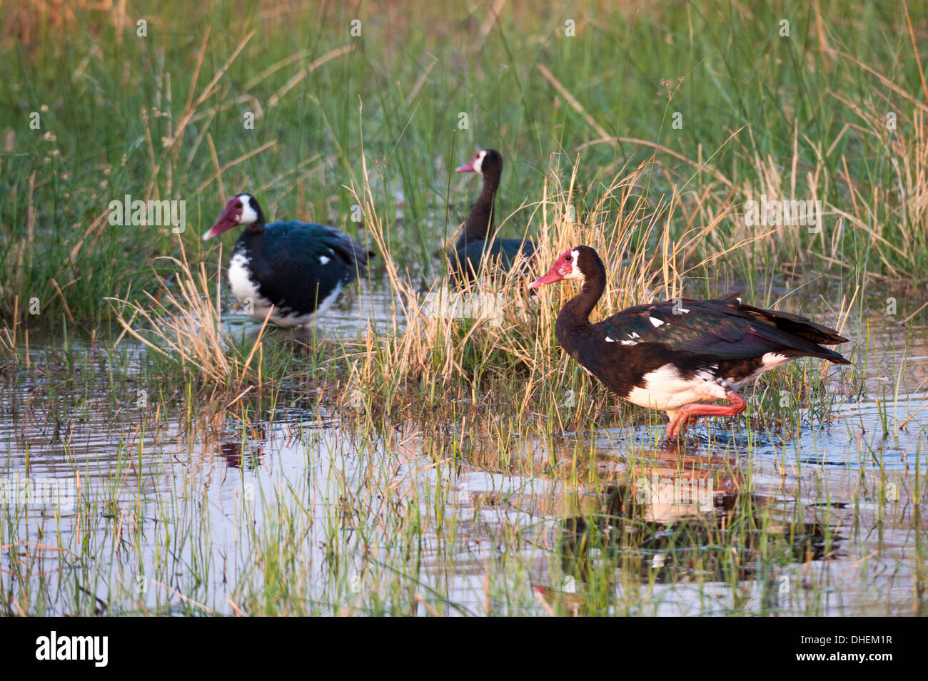 Spur winged geese plectropterus gambensis hi-res stock photography and ...
