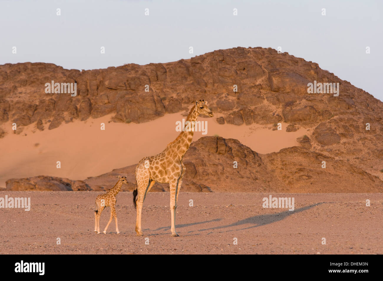 Desert giraffe (Giraffa camelopardalis capensis) with her young ...