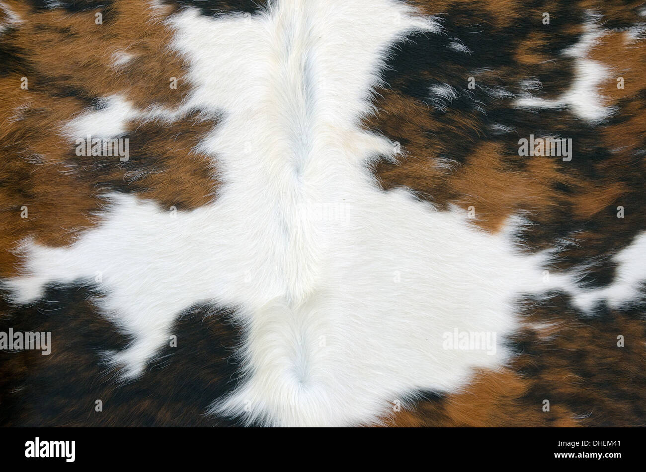 Brown and white cow hide hi-res stock photography and images - Alamy