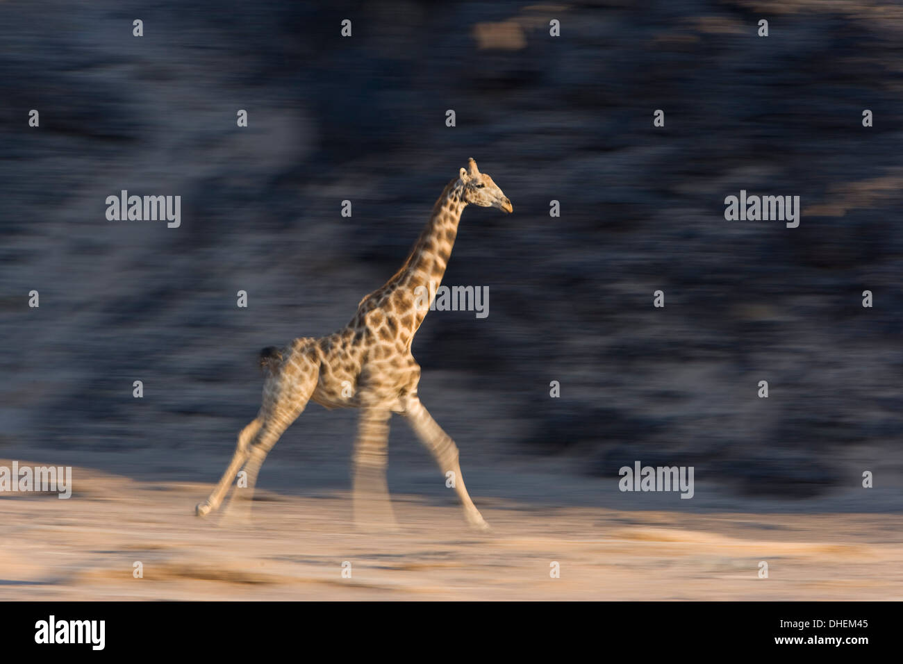 Desert giraffe (Giraffa camelopardalis capensis) running, Namibia ...