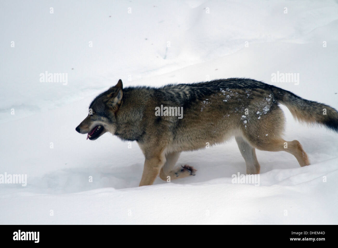 Grey wolves in the snow canis lupus hi-res stock photography and images ...