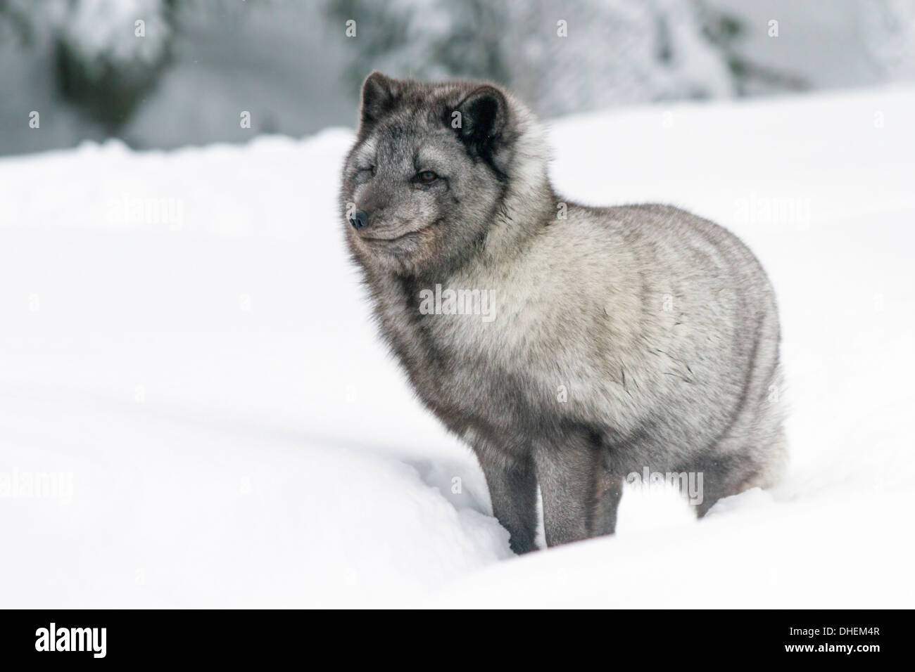 Wolf sweden hi-res stock photography and images - Alamy