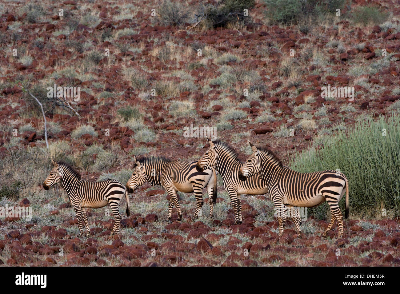 Hartmann's mountain zebra (Equus zebra hartmannae), Damaraland, Namibia ...