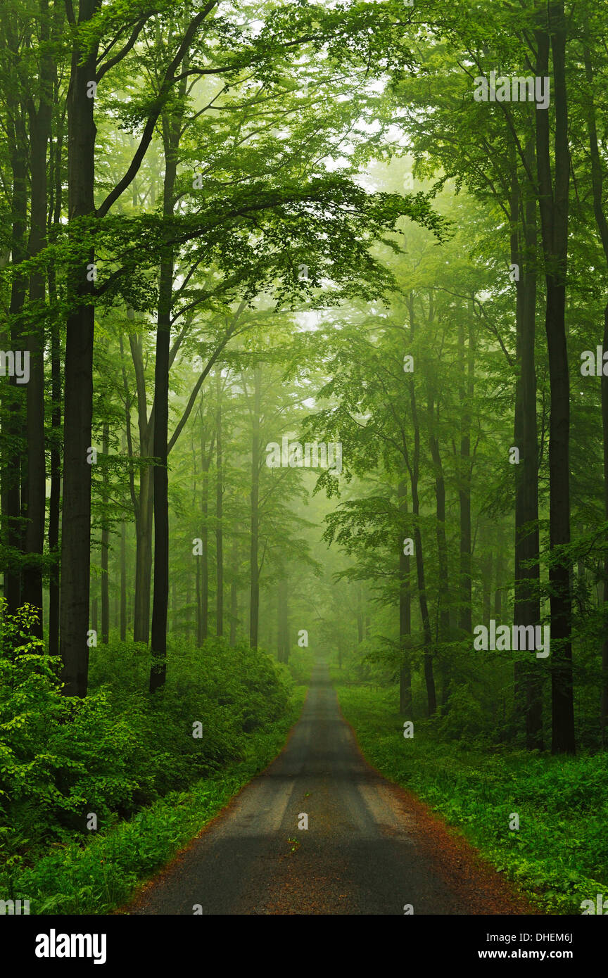 Beech forest, Erzgebirge, Saxony, Germany, Europe Stock Photo - Alamy