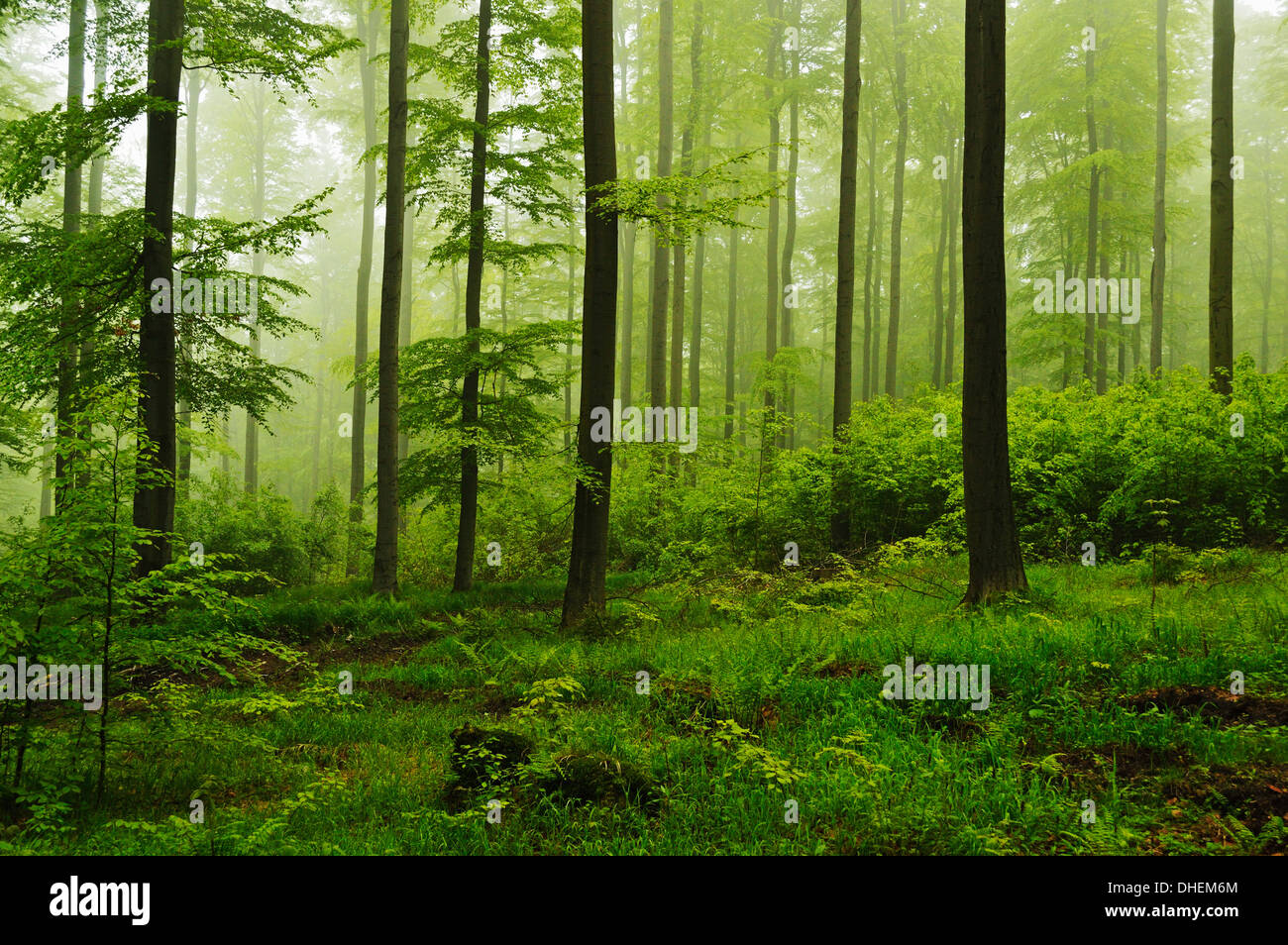 Beech forest, Erzgebirge, Saxony, Germany, Europe Stock Photo - Alamy