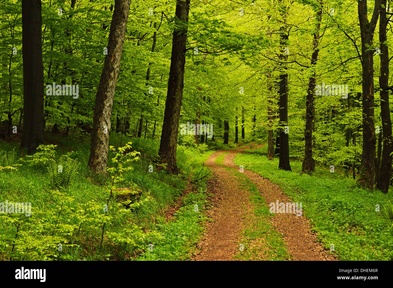Beech forest, Erzgebirge, Saxony, Germany, Europe Stock Photo - Alamy