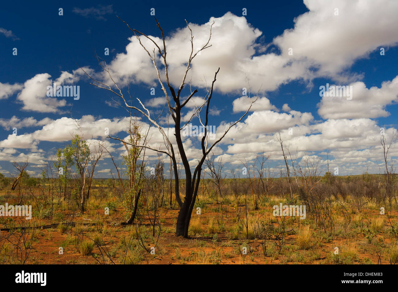 Outback scenery, Queensland, Australia, Pacific Stock Photo - Alamy